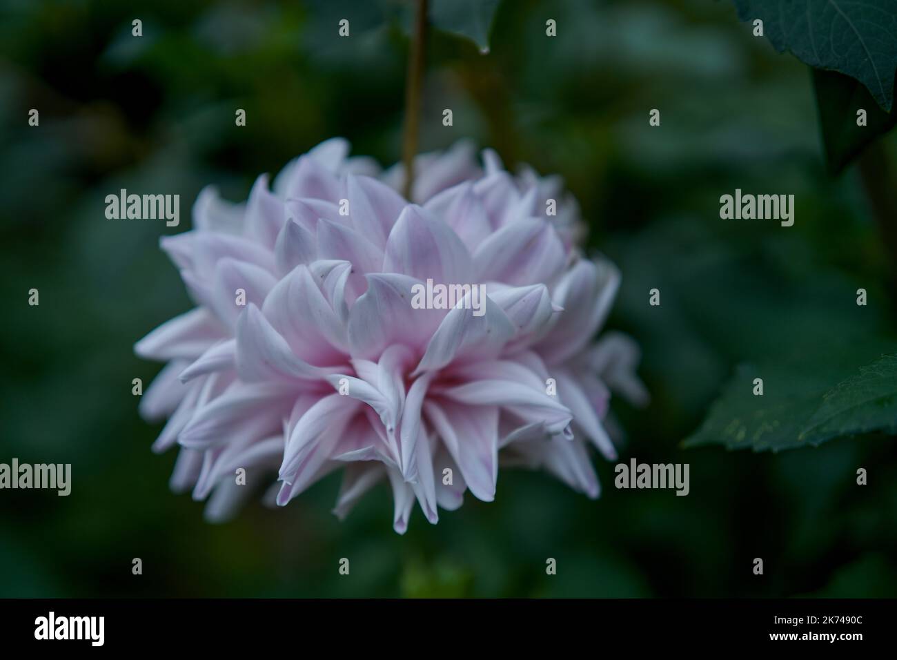 Lush colorful airy fancy dahlia flower close up Stock Photo - Alamy
