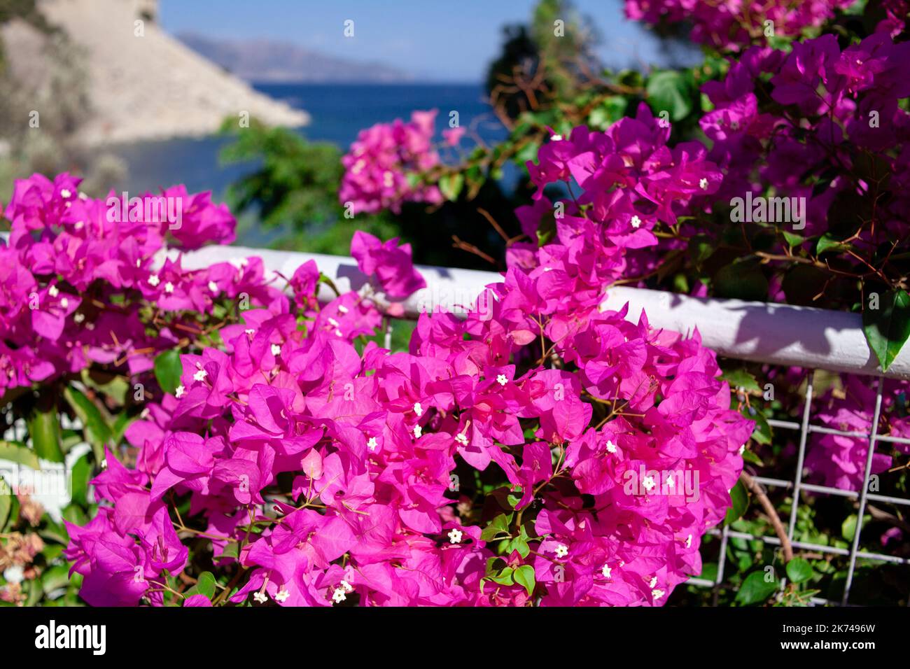 Bougainvillea glabra. Bright pink magenta bougainvillea glabra bush ...