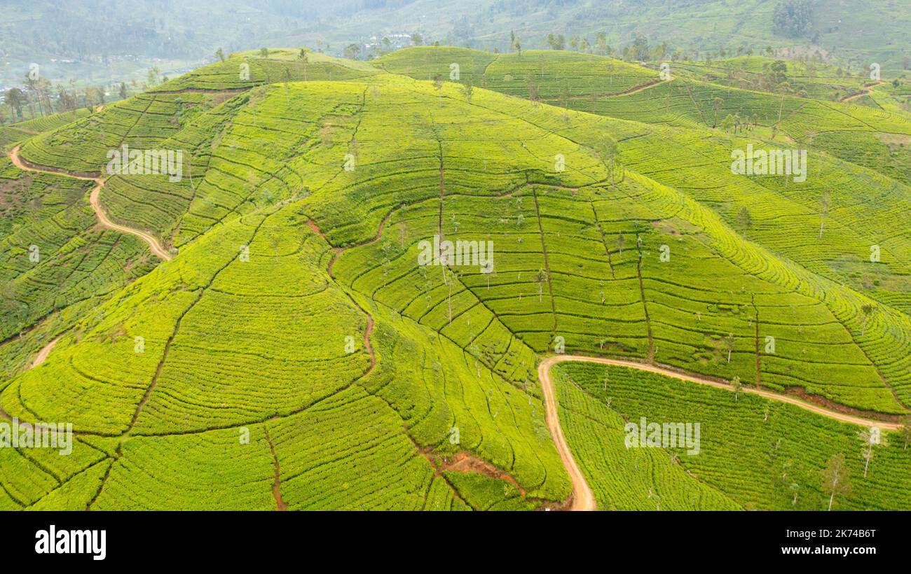 Tea estate landscape, Sri Lanka. Landscape with green fields of tea ...