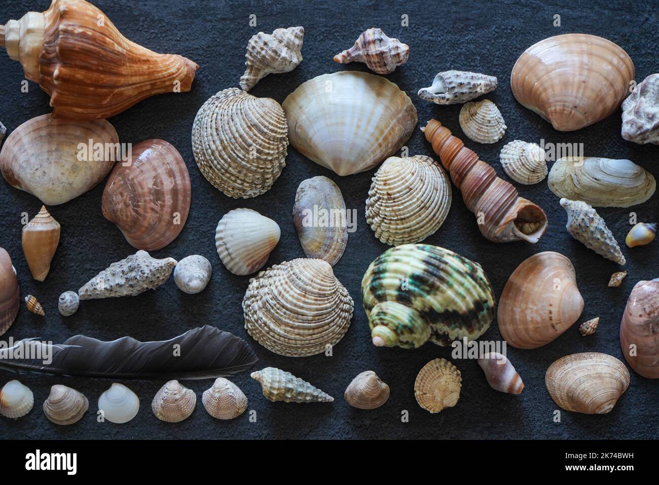 Set of diverse sea shells. Summer concept with seashells and starfish ...