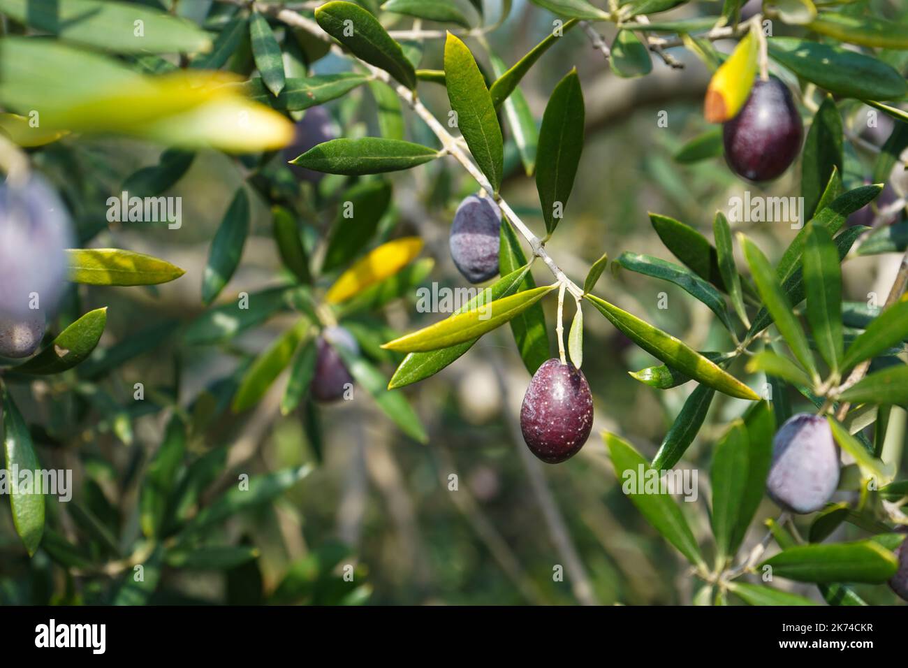 Olives on olive tree in autumn. Season nature image Stock Photo - Alamy