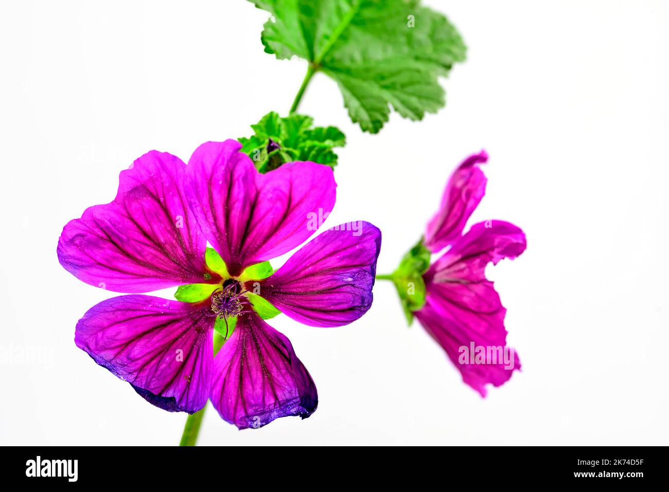 mallow, medicinal plant with flower in a closeup Stock Photo - Alamy