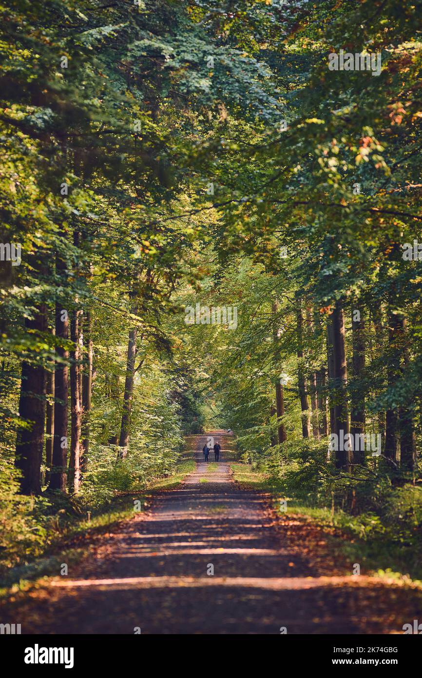 Walking forest long path in hi-res stock photography and images - Alamy