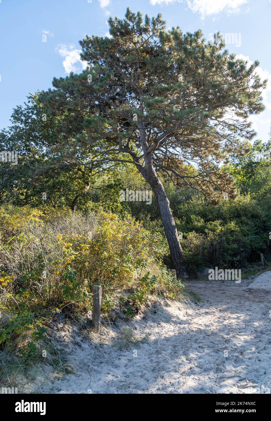 autumn at the beach, tree near a Sandra beach Stock Photo - Alamy