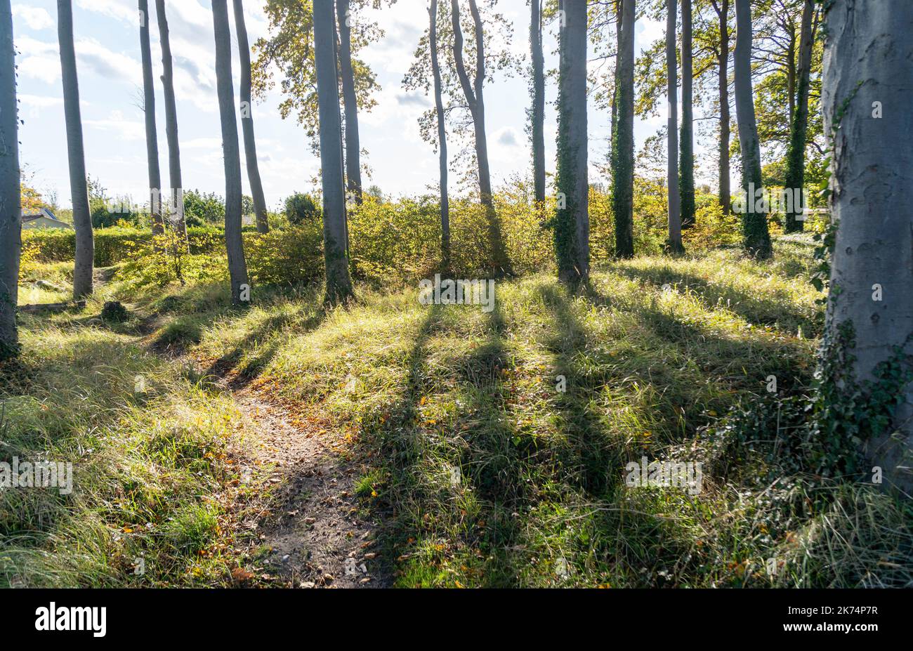 backlight scene in the forest, Grass and trees Stock Photo - Alamy