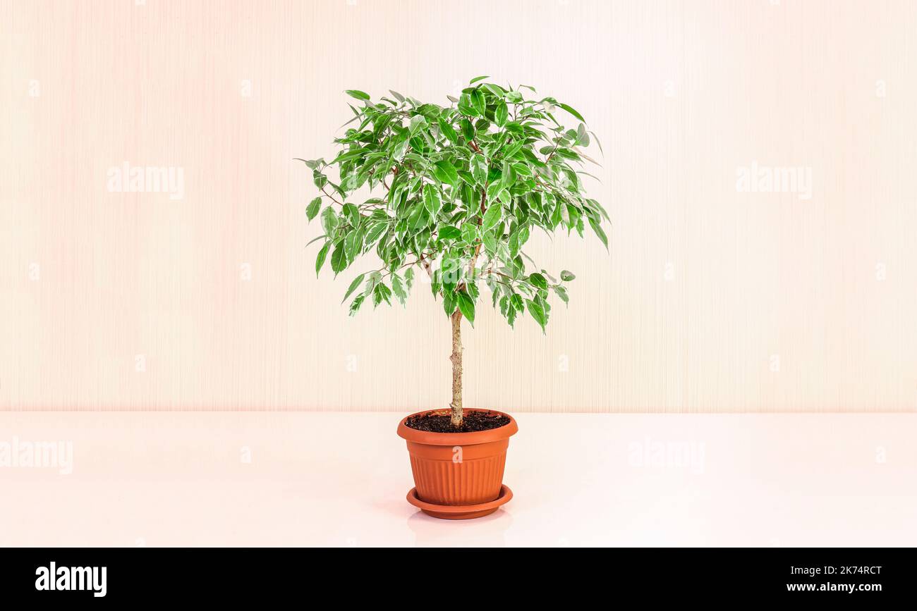 Variegated fig tree hi-res stock photography and images - Alamy