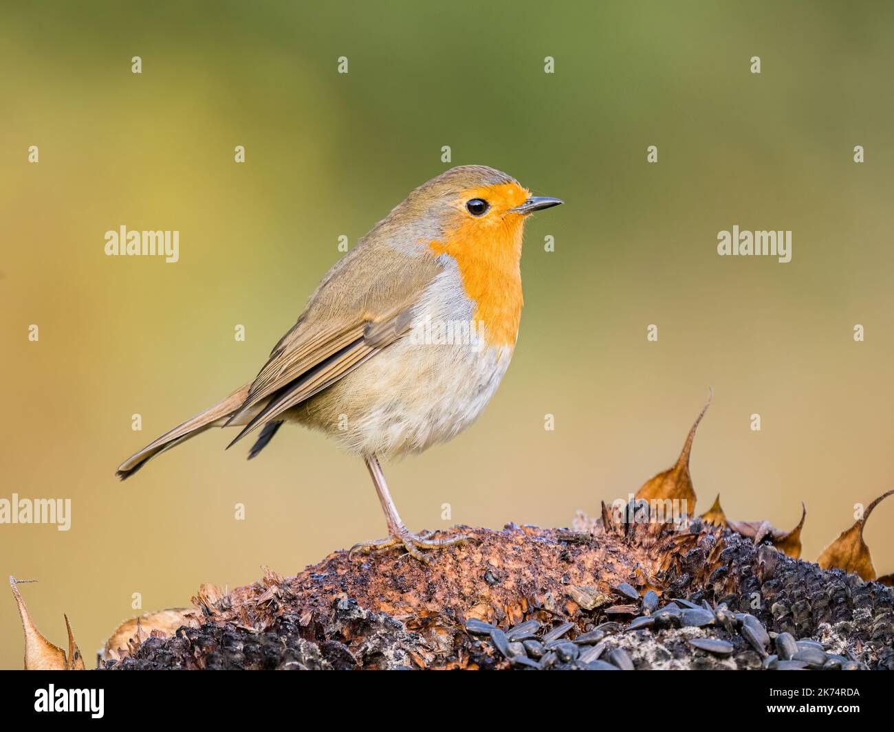 Robin bird uk flowers hi-res stock photography and images - Alamy