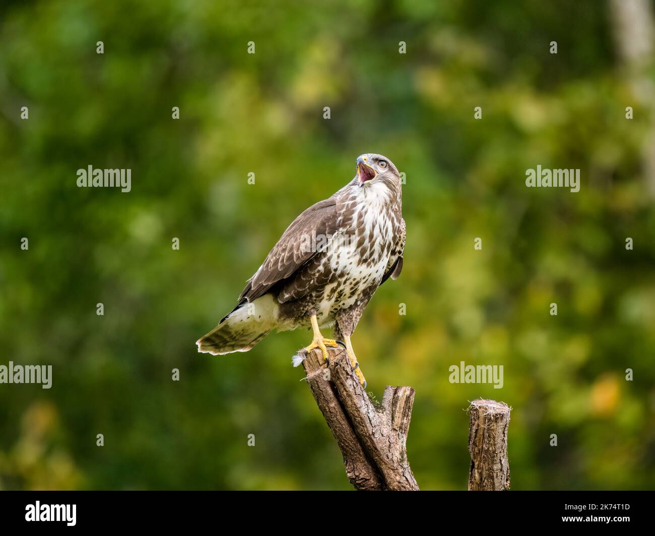 Buzzard bird feeding uk hi-res stock photography and images - Alamy