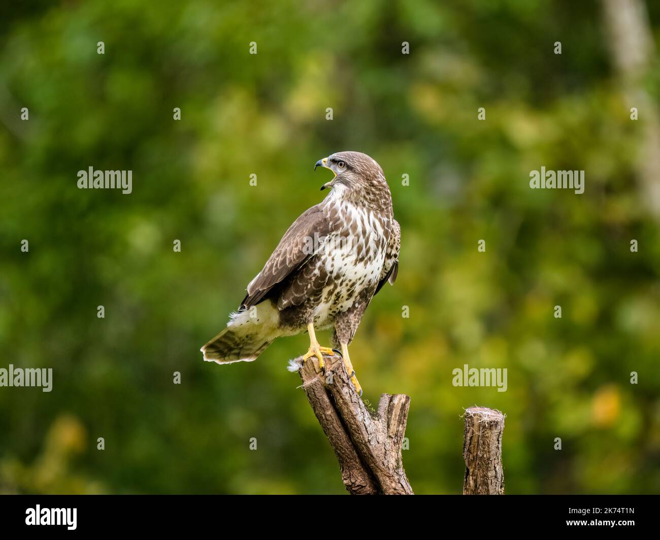 Common buzzard in autumn in mid Wales Stock Photo - Alamy