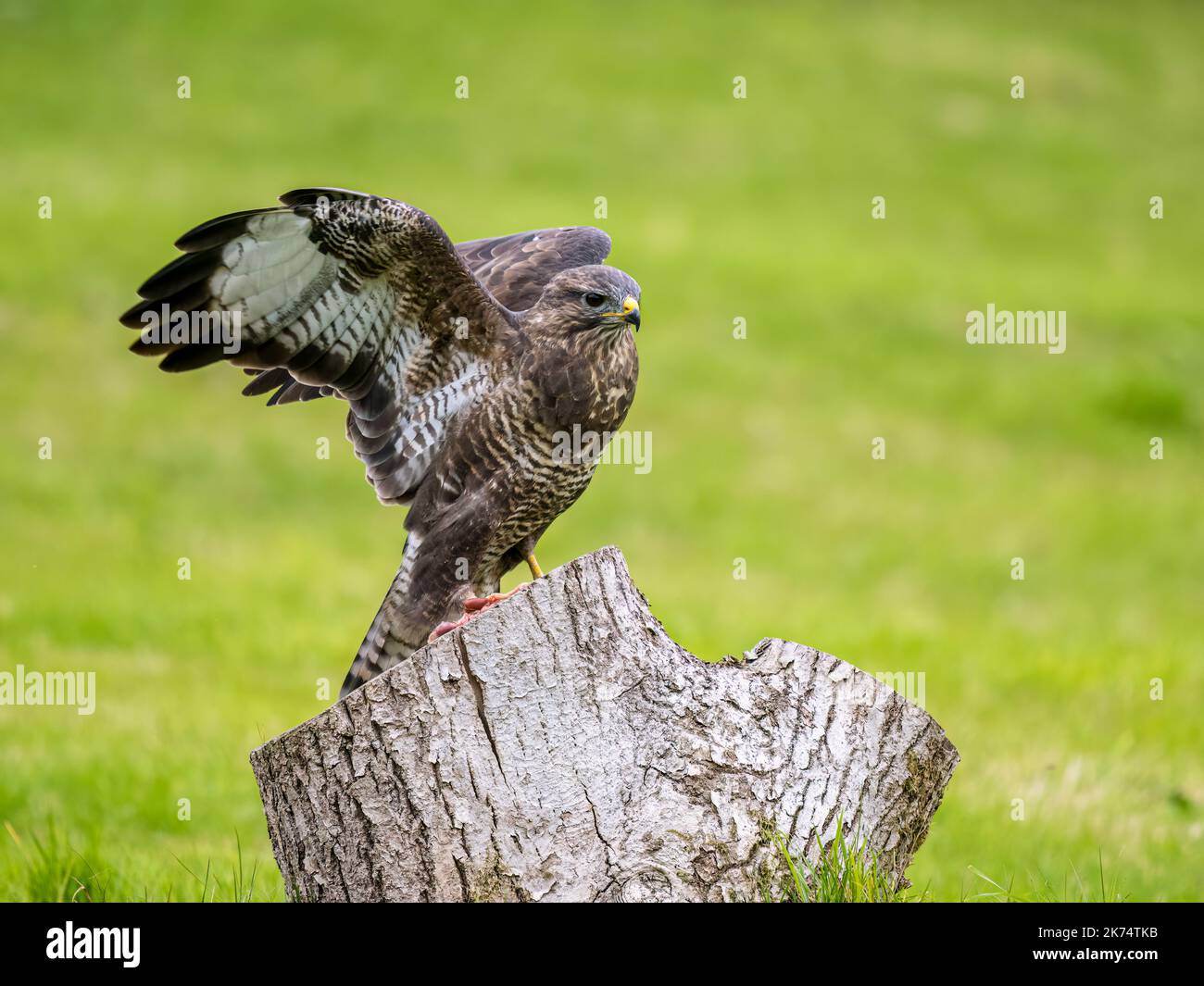 Common buzzard in autumn in mid Wales Stock Photo - Alamy