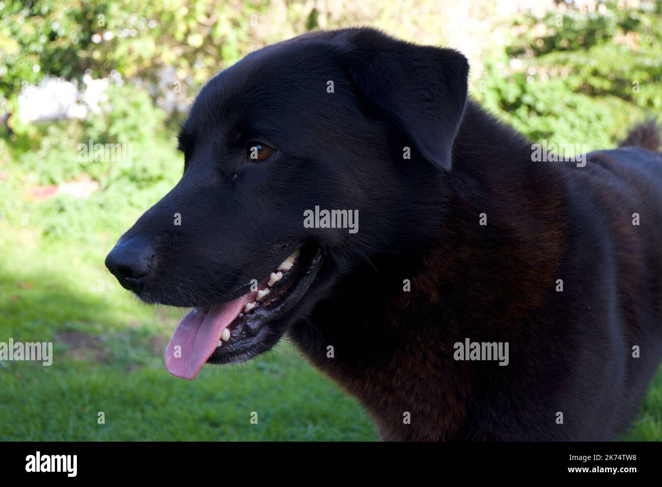 MALAMUTE CROSS K9 DOG Stock Photo - Alamy