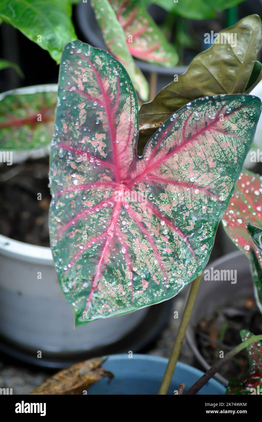 Caladium, Caladium Bicolor Vent or Caladium bicolor or pink caladium ...