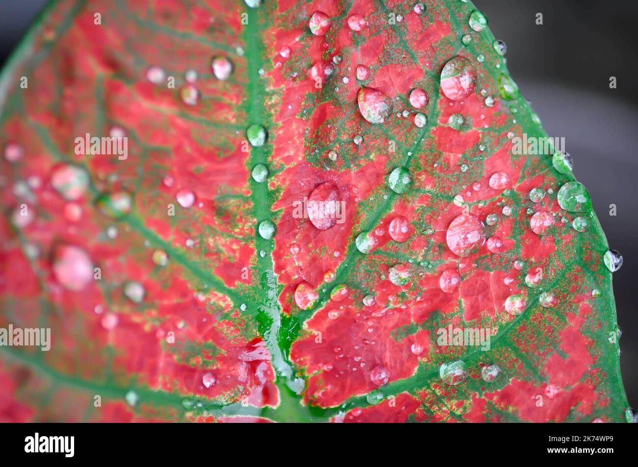 Caladium, Caladium Bicolor Vent or Caladium bicolor or pink caladium or ...