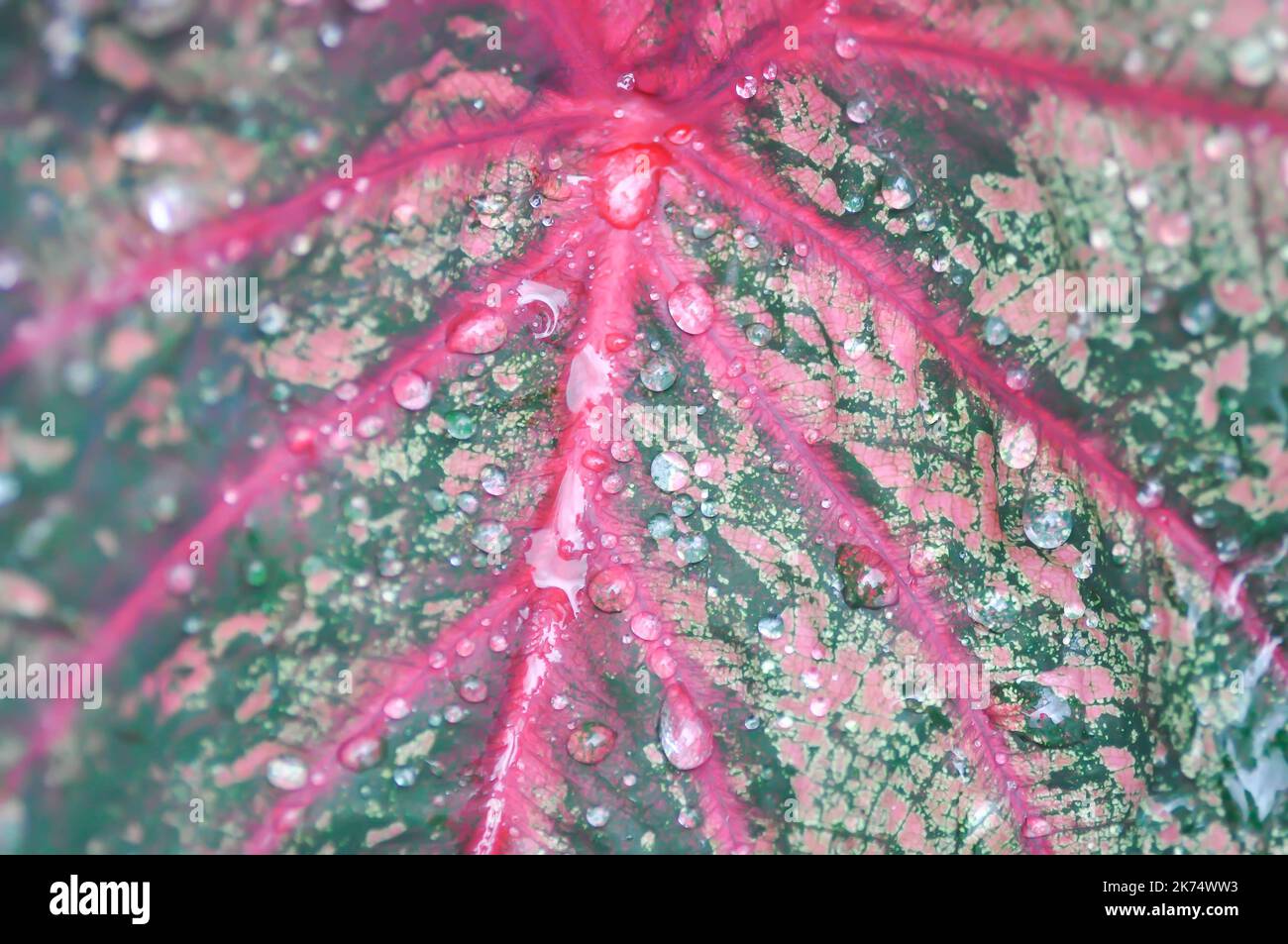 Caladium, Caladium Bicolor Vent or Caladium bicolor or pink caladium ...