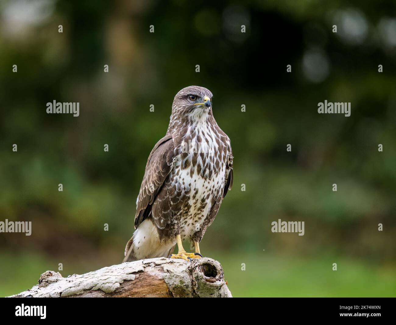 Common buzzard in autumn in mid Wales Stock Photo - Alamy