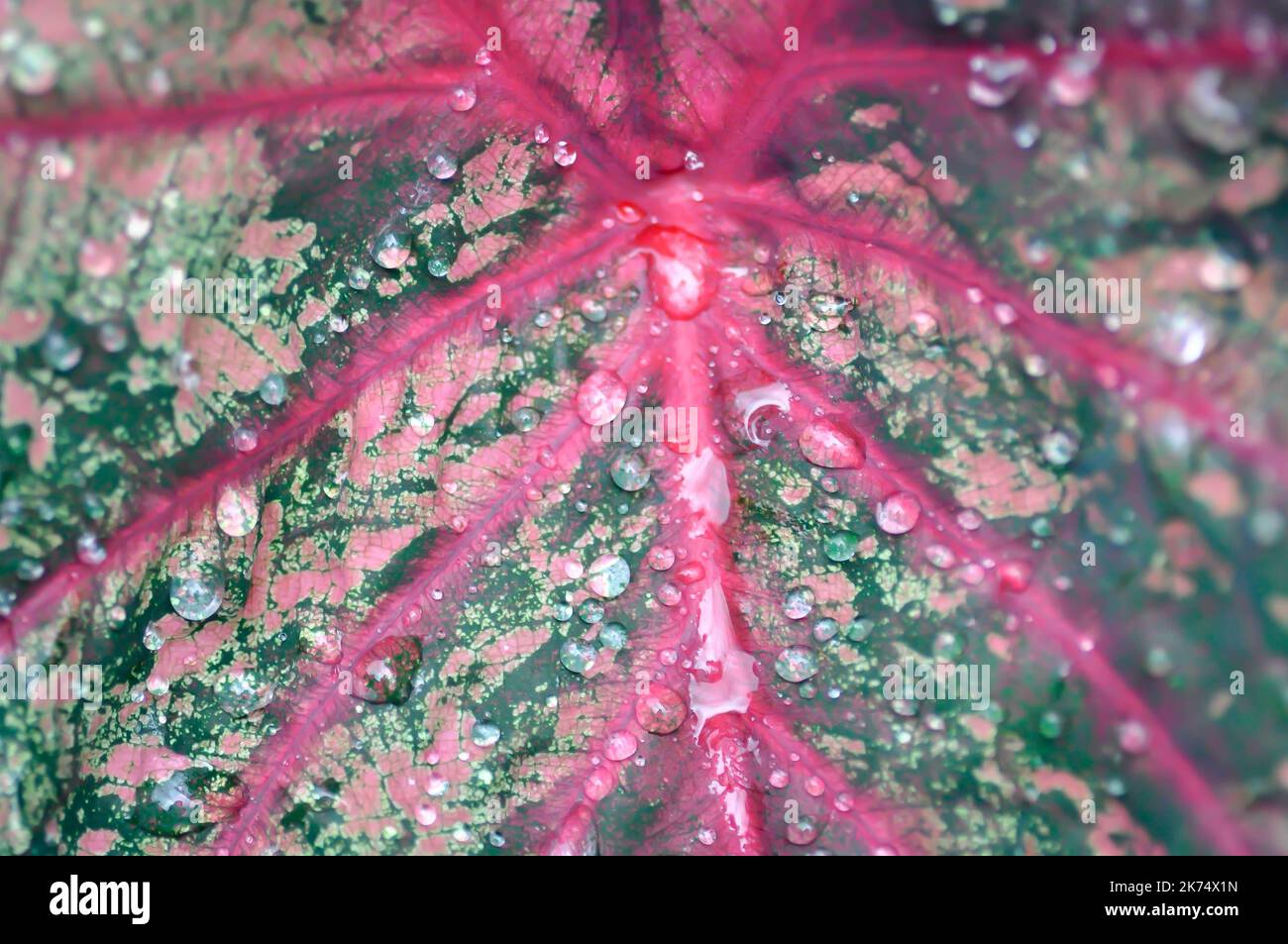 Caladium, Caladium Bicolor Vent or Caladium bicolor or pink caladium ...