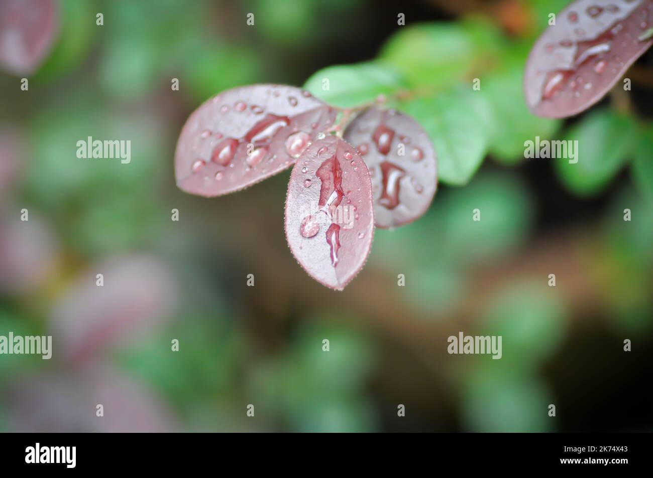 Chinese Fringe Flower or Loropetalum chinense and dew drop or rubrum ...