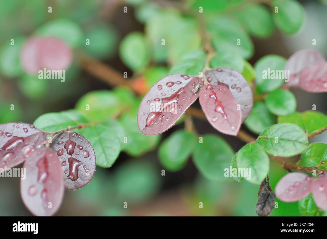 Chinese Fringe Flower or Loropetalum chinense and dew drop or rubrum ...