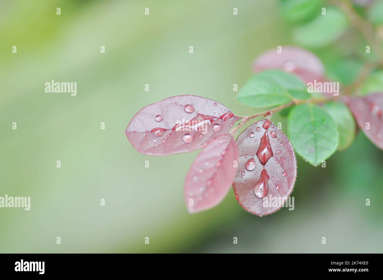 Chinese Fringe Flower or Loropetalum chinense and dew drop or rubrum ...