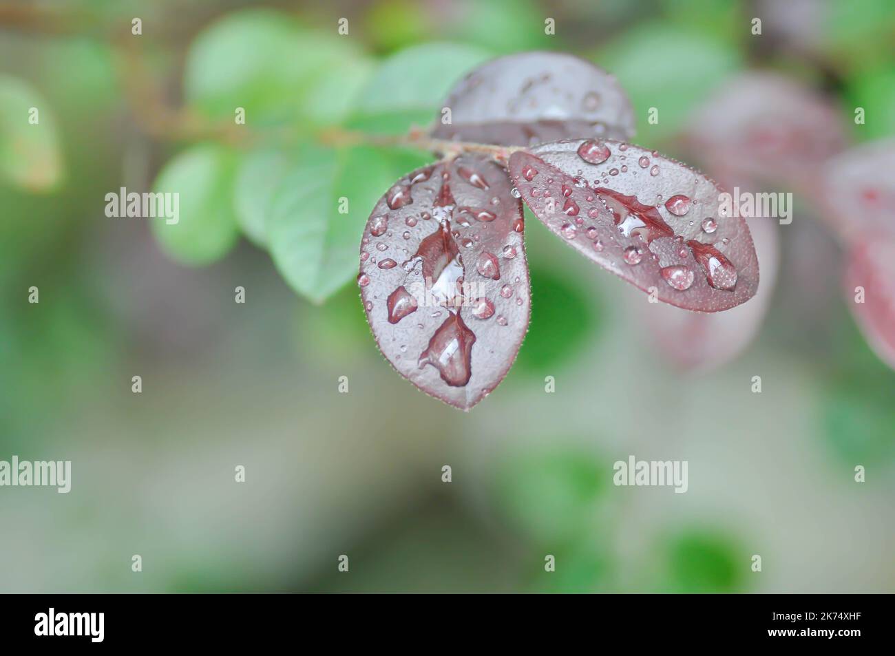 Chinese Fringe Flower or Loropetalum chinense and dew drop or rubrum ...