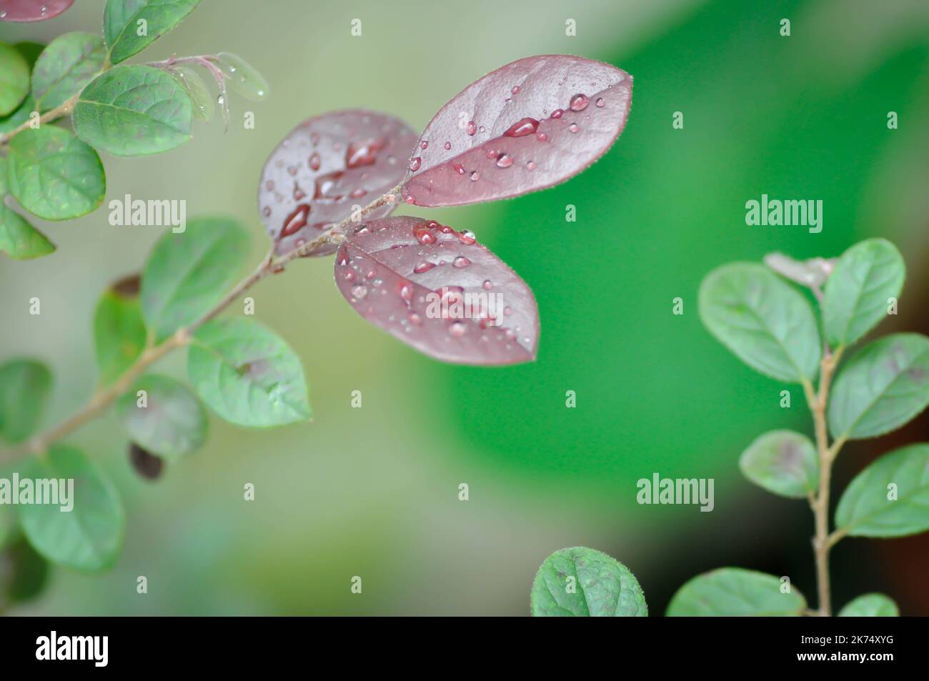 Chinese Fringe Flower or Loropetalum chinense and dew drop or rubrum ...