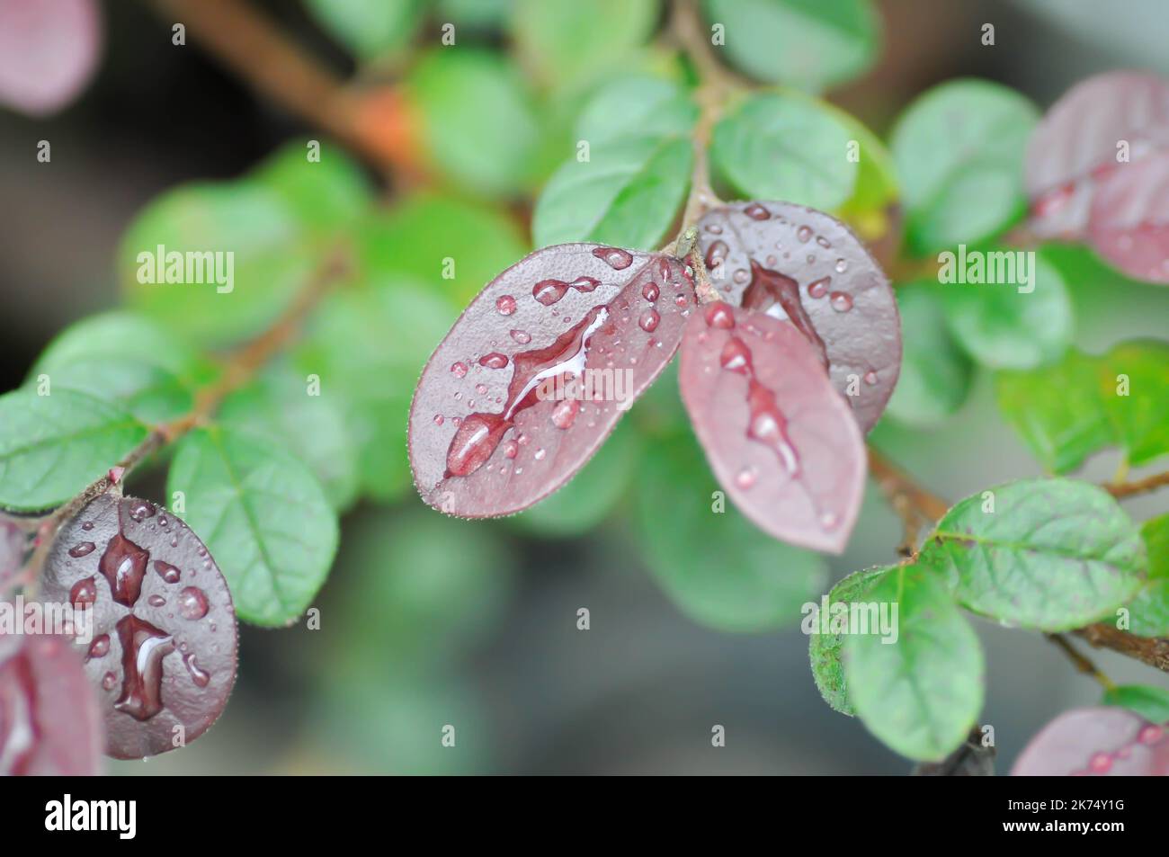 Chinese Fringe Flower or Loropetalum chinense and dew drop or rubrum ...