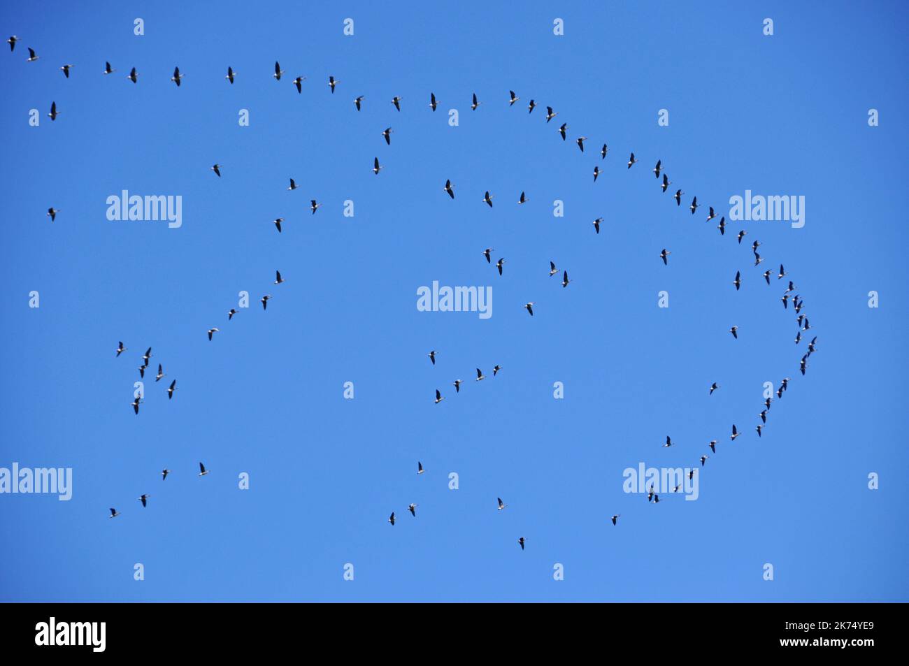 Skein of Pink-Footed Geese, Martin Mere WWT, Lancashire, October ...