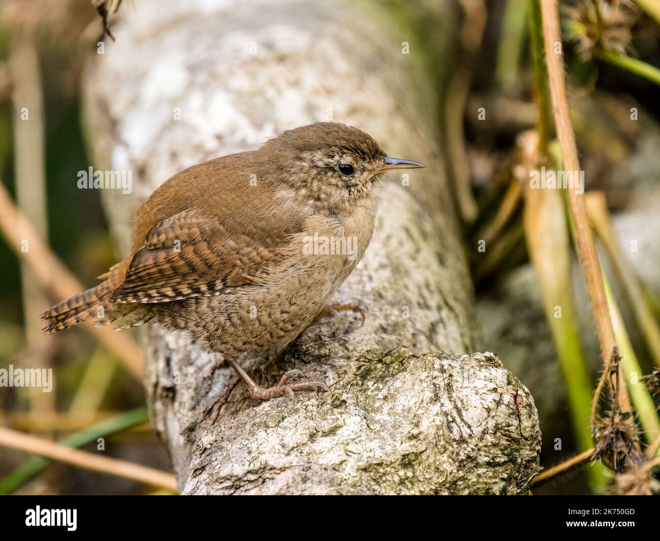 Wren wales hi-res stock photography and images - Alamy
