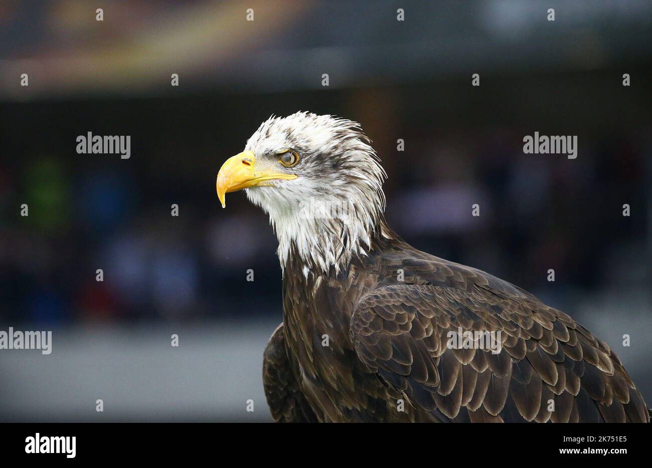 Cap cardinale hi-res stock photography and images - Alamy