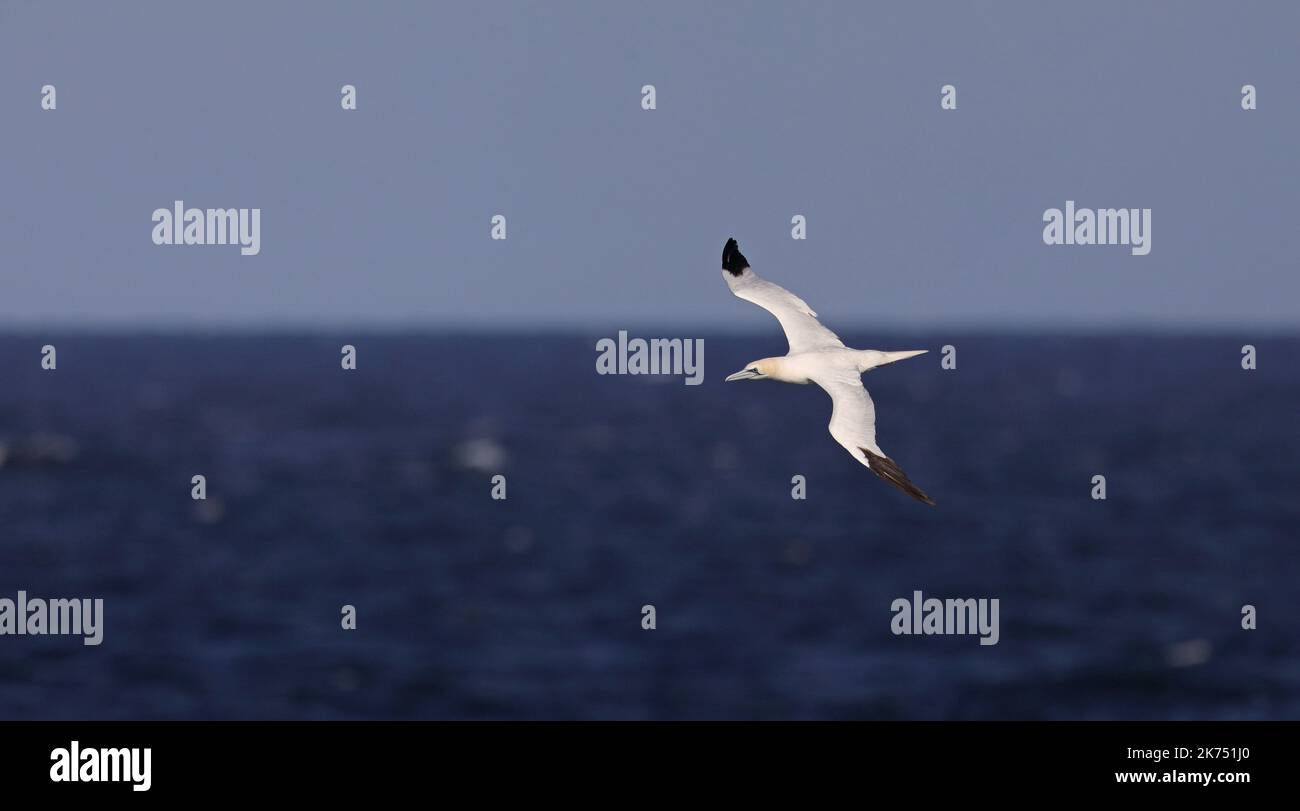 Flying over the horizon hi-res stock photography and images - Alamy