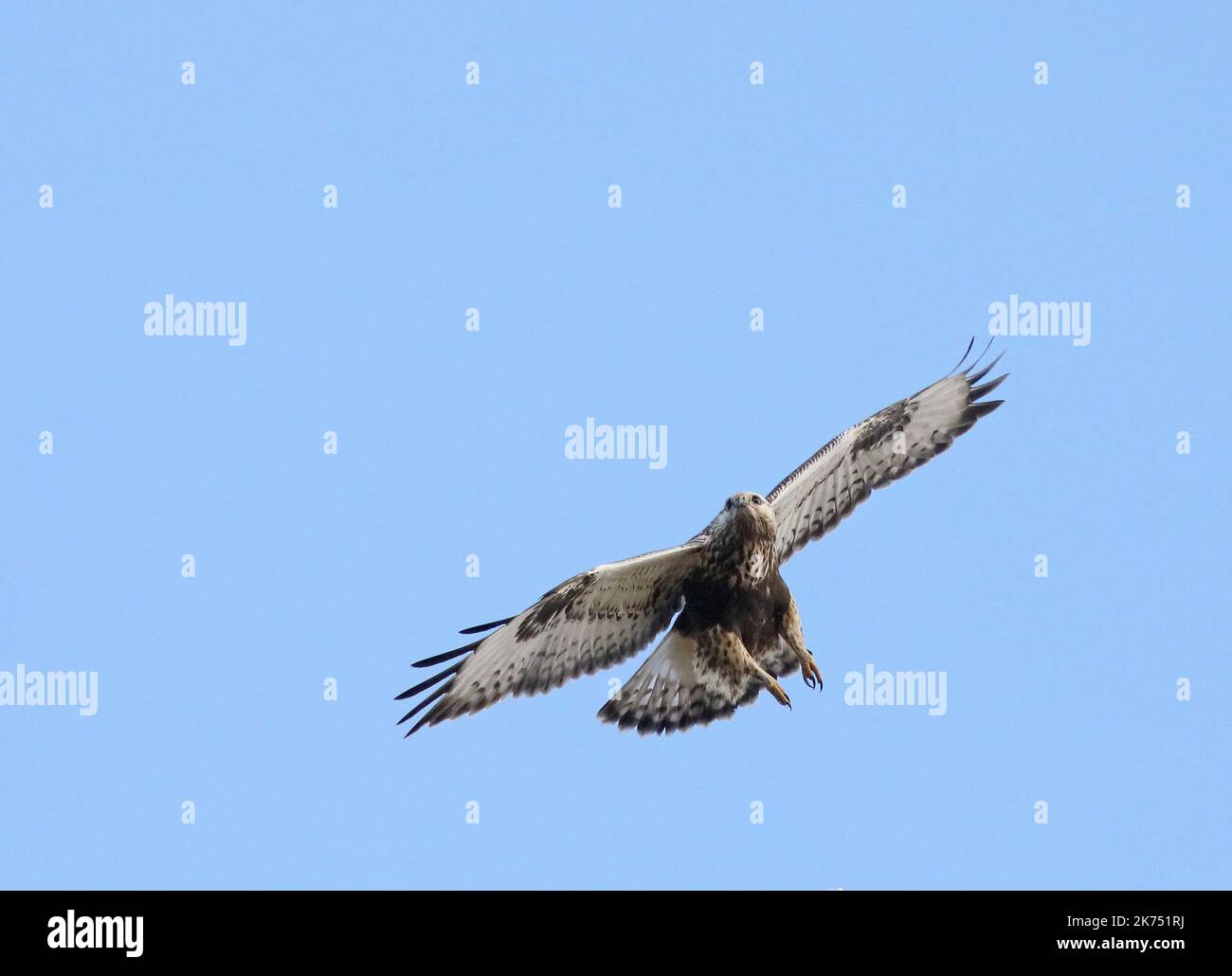 Flying Rough-legged buzzard Stock Photo - Alamy