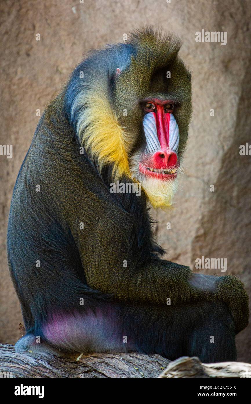 Mandrill Baboon