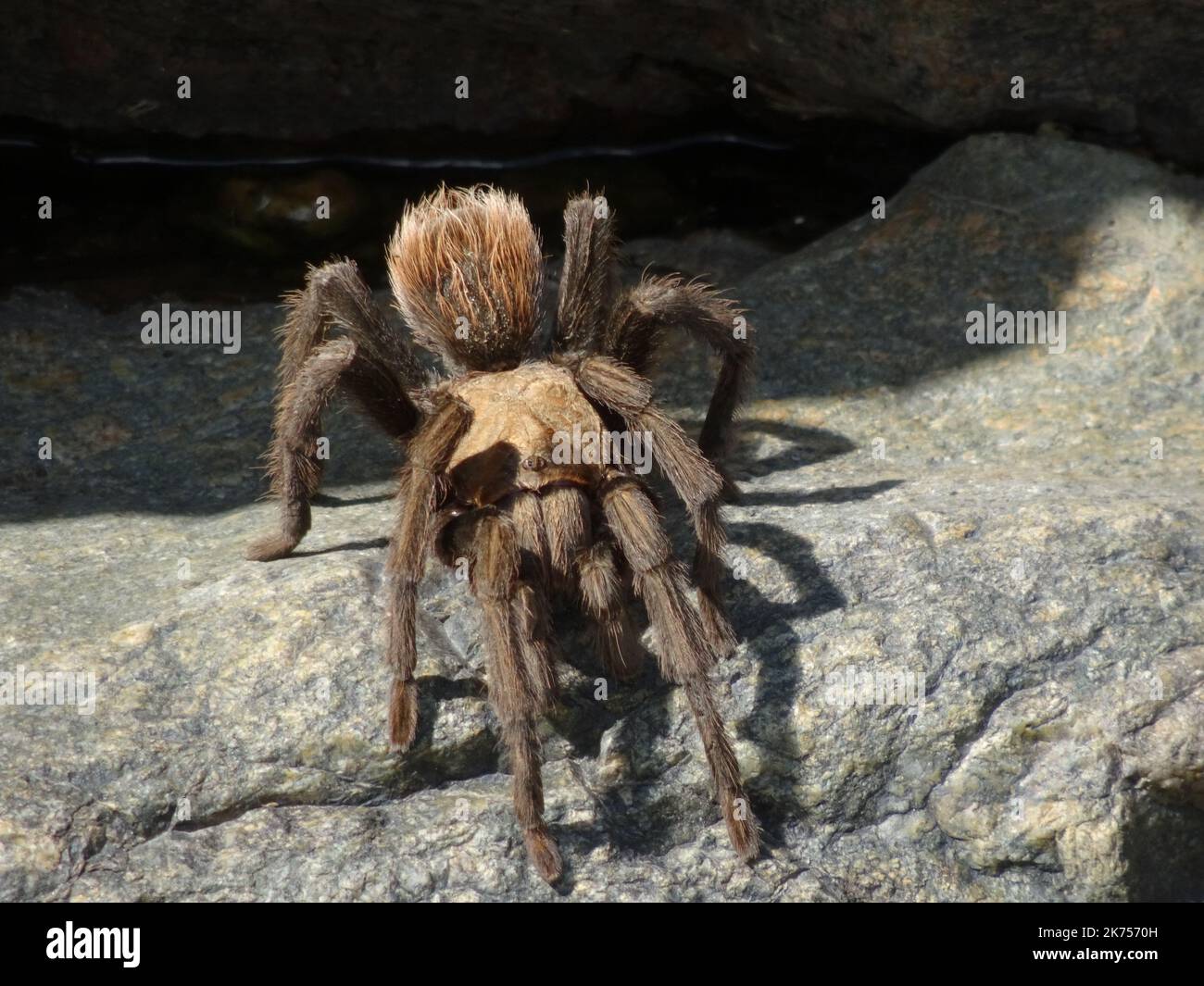 A tarantula perched on a rock waits above a stream of water Stock Photo ...