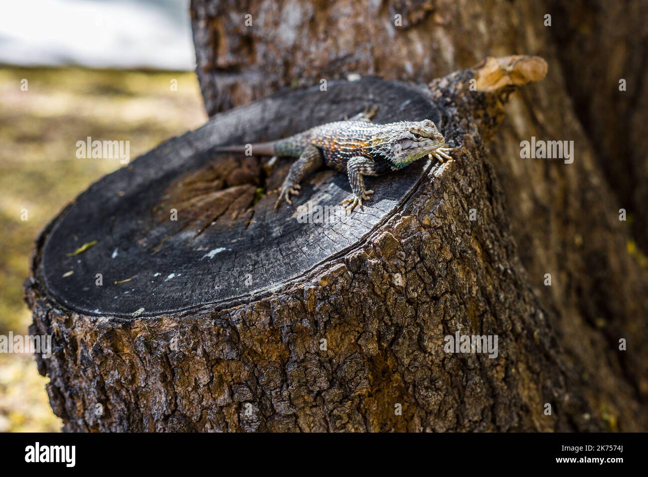 A desert spiny lizard sunbathing on a tree stump Stock Photo - Alamy