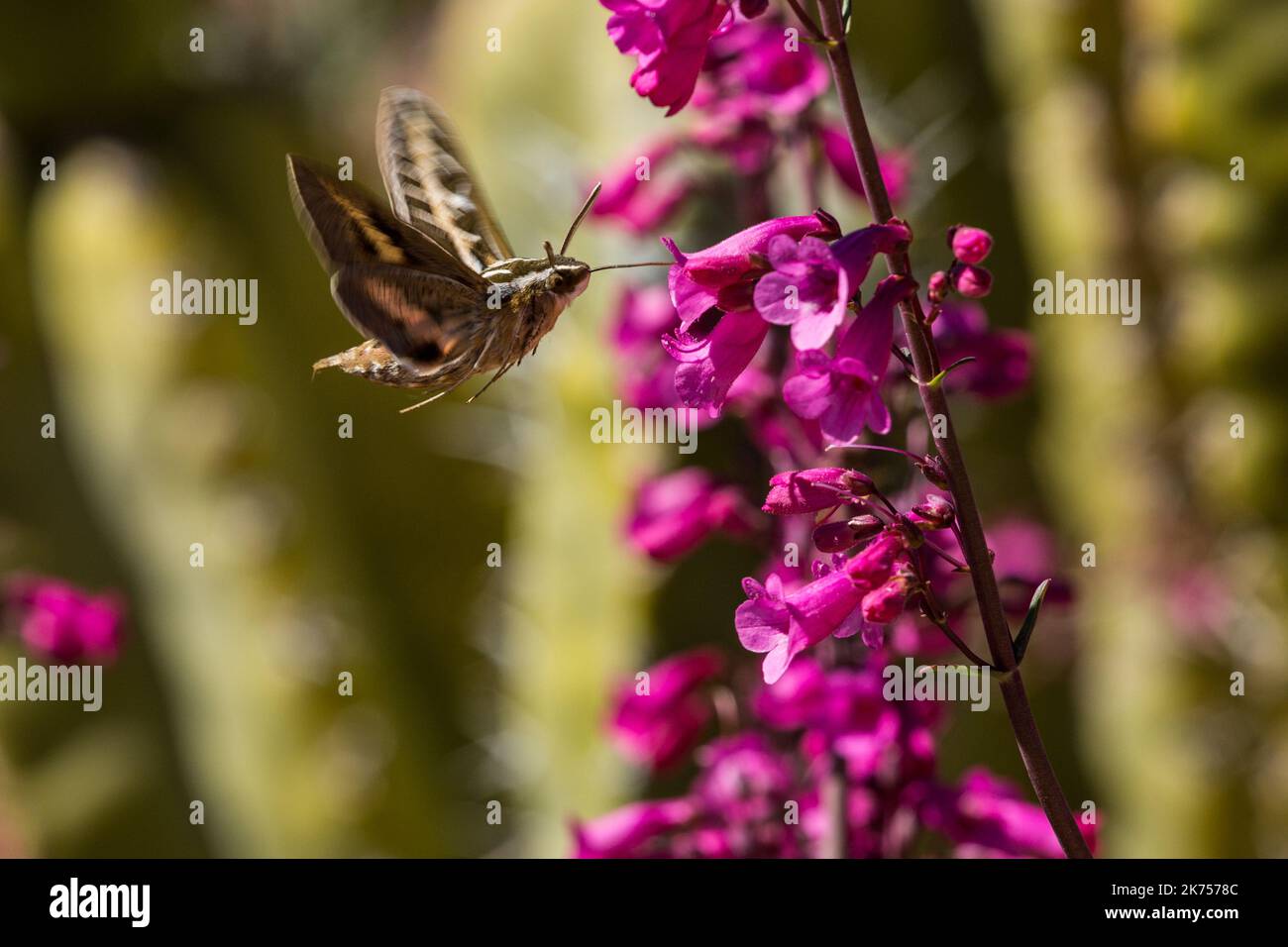 A hummingbird Moth feeding on nectar from wildflowers Stock Photo - Alamy