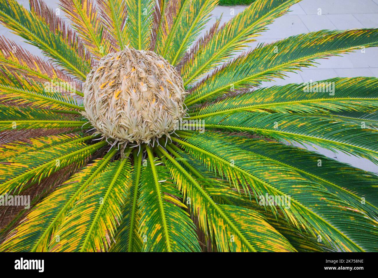 Portugal, Azores, Faial Island, palm tree, leaves Stock Photo - Alamy