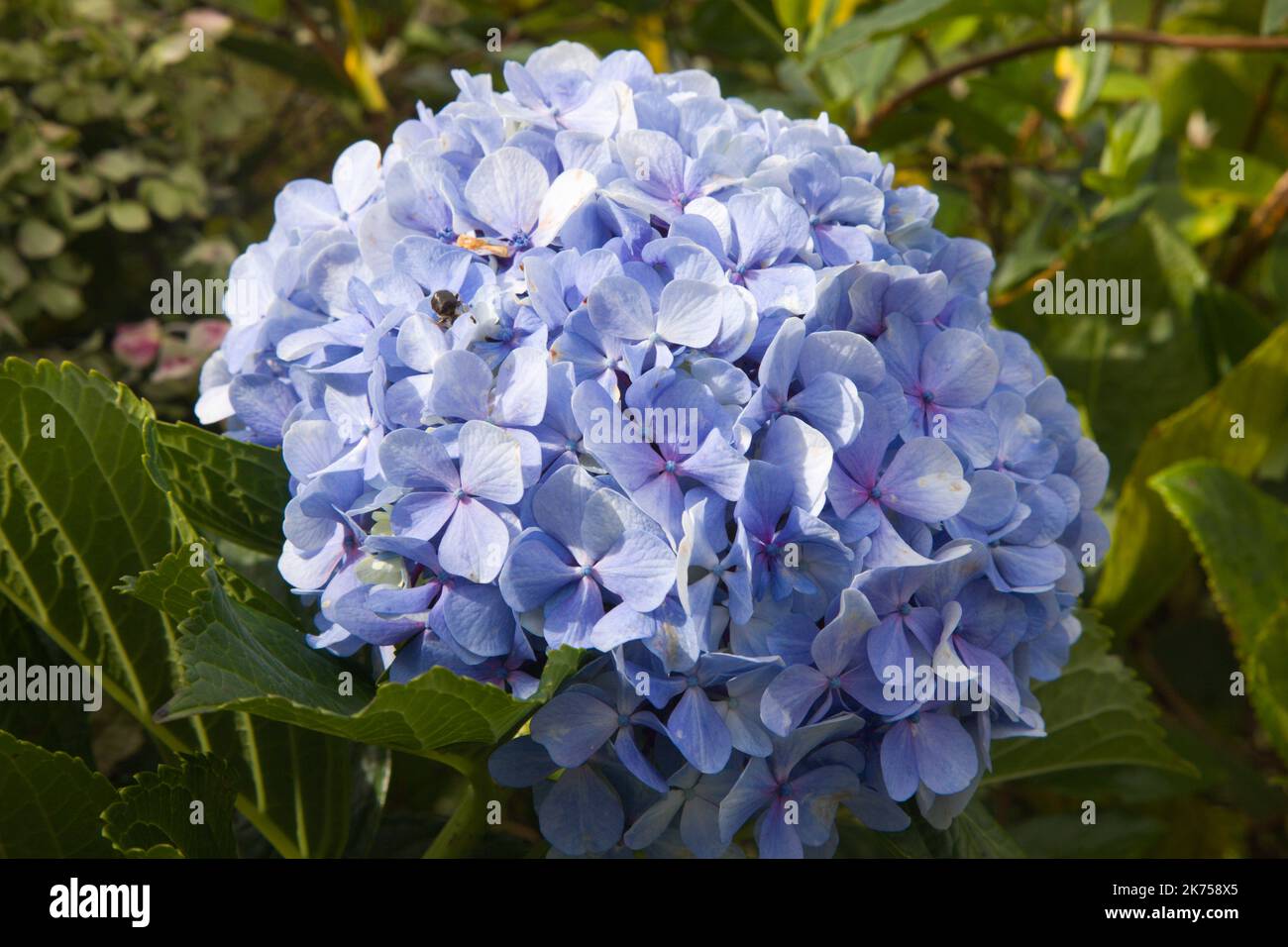 Portugal, Azores, Faial Island, hydrangea flower Stock Photo - Alamy