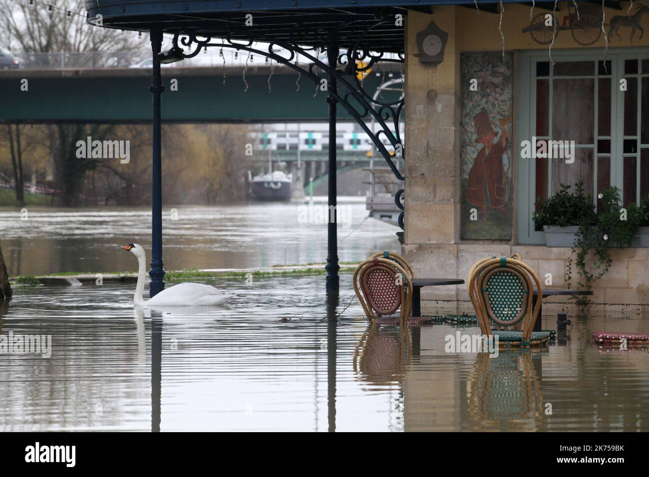Chatou, France, jan 30th 2018 Swans are enjoying the floods of the ...