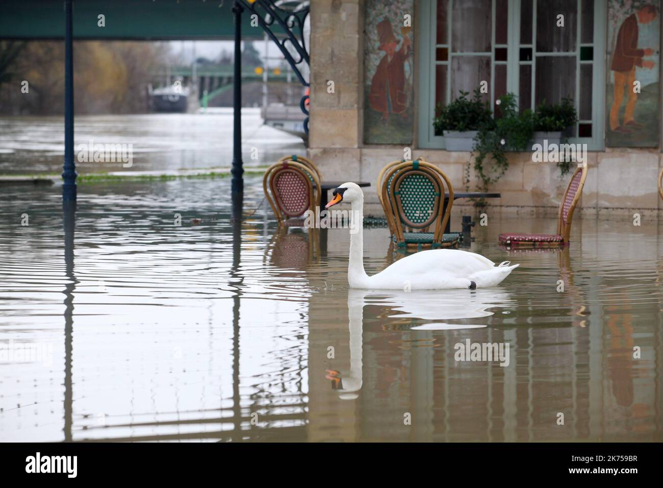 Chatou, France, jan 30th 2018 Swans are enjoying the floods of the ...