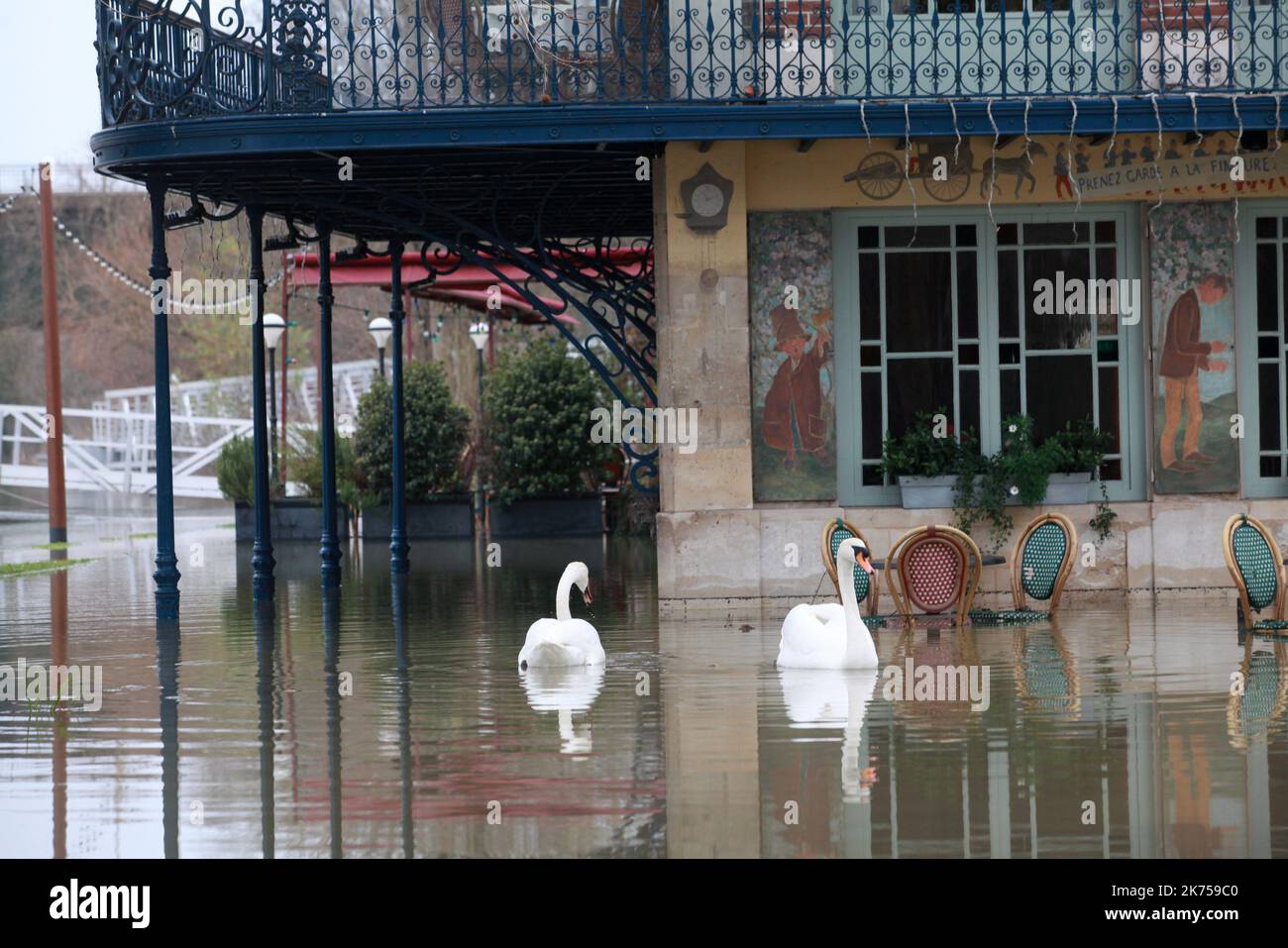 Chatou, France, jan 30th 2018 Swans are enjoying the floods of the ...