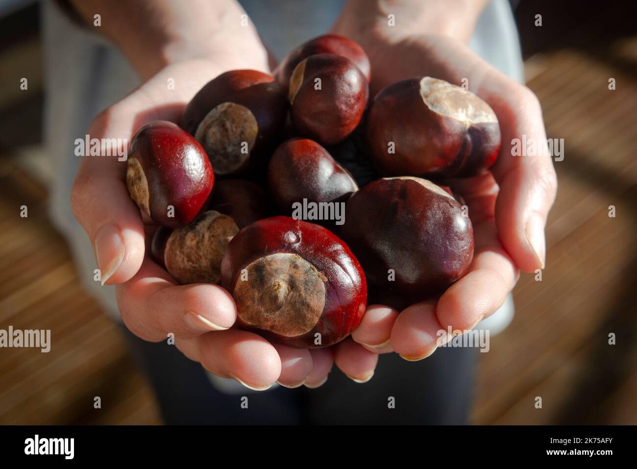 Hand holding horse chestnuts, conkers Stock Photo - Alamy