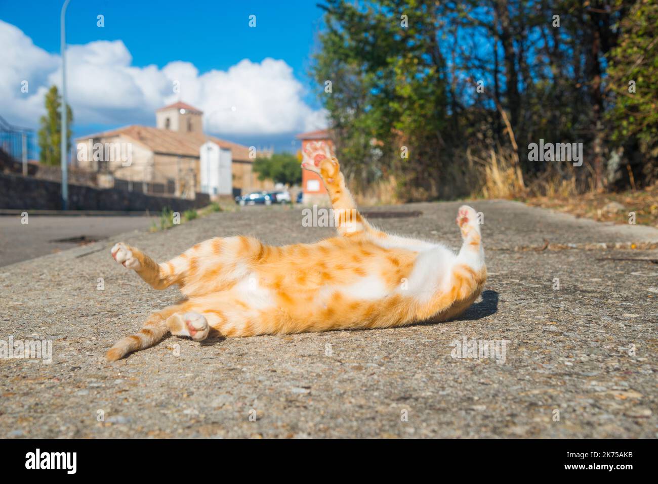 Tabby and white cat rolling around the ground Stock Photo - Alamy
