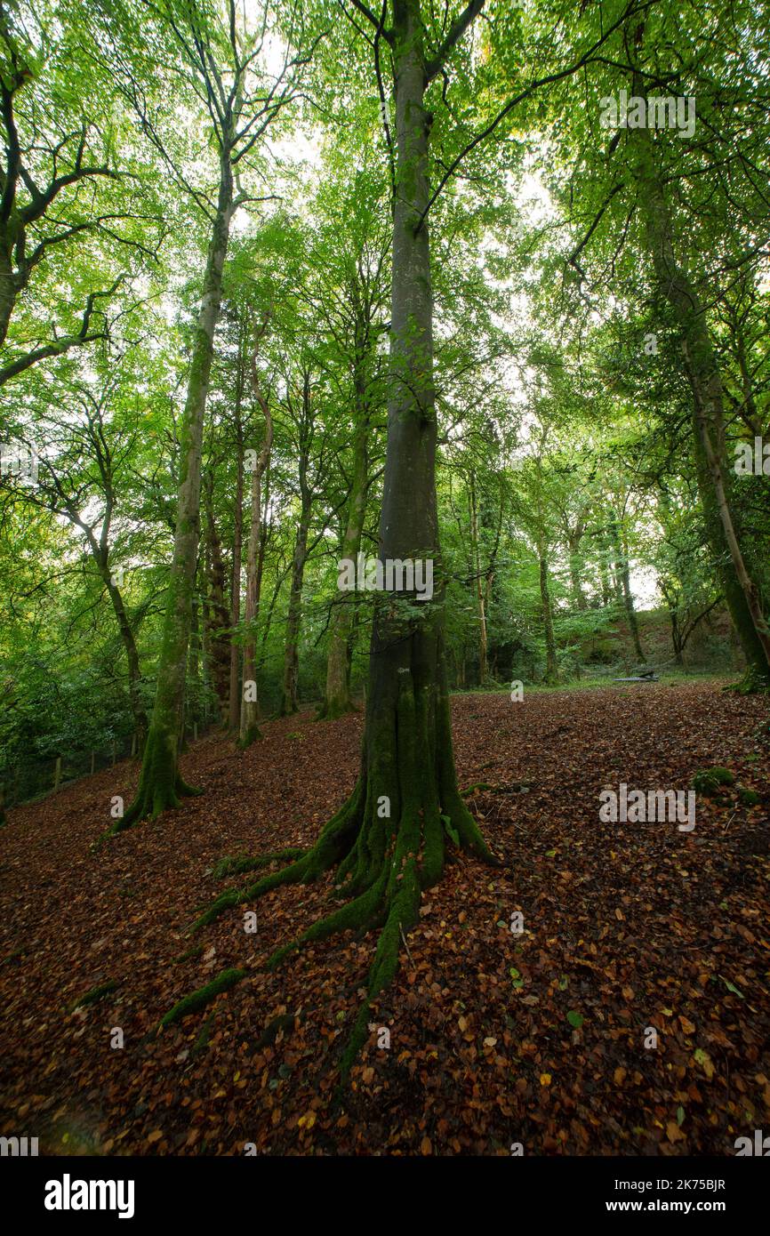 The crumlin river hi-res stock photography and images - Alamy