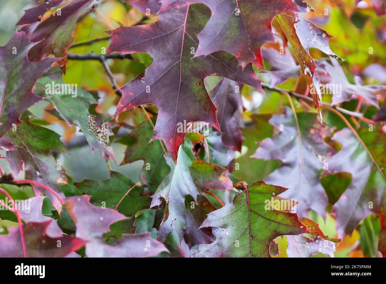 Oak tree leaves purple hi-res stock photography and images - Alamy