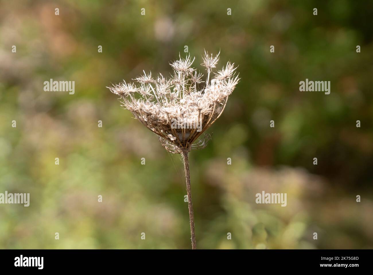 Spiky weed hi-res stock photography and images - Alamy