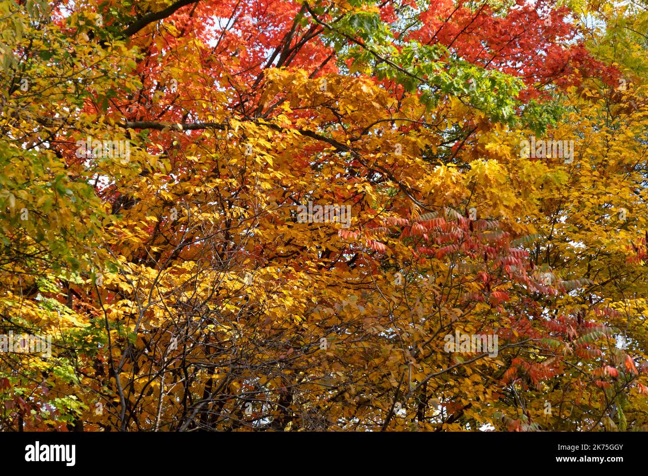 Trees in fall colors Stock Photo - Alamy