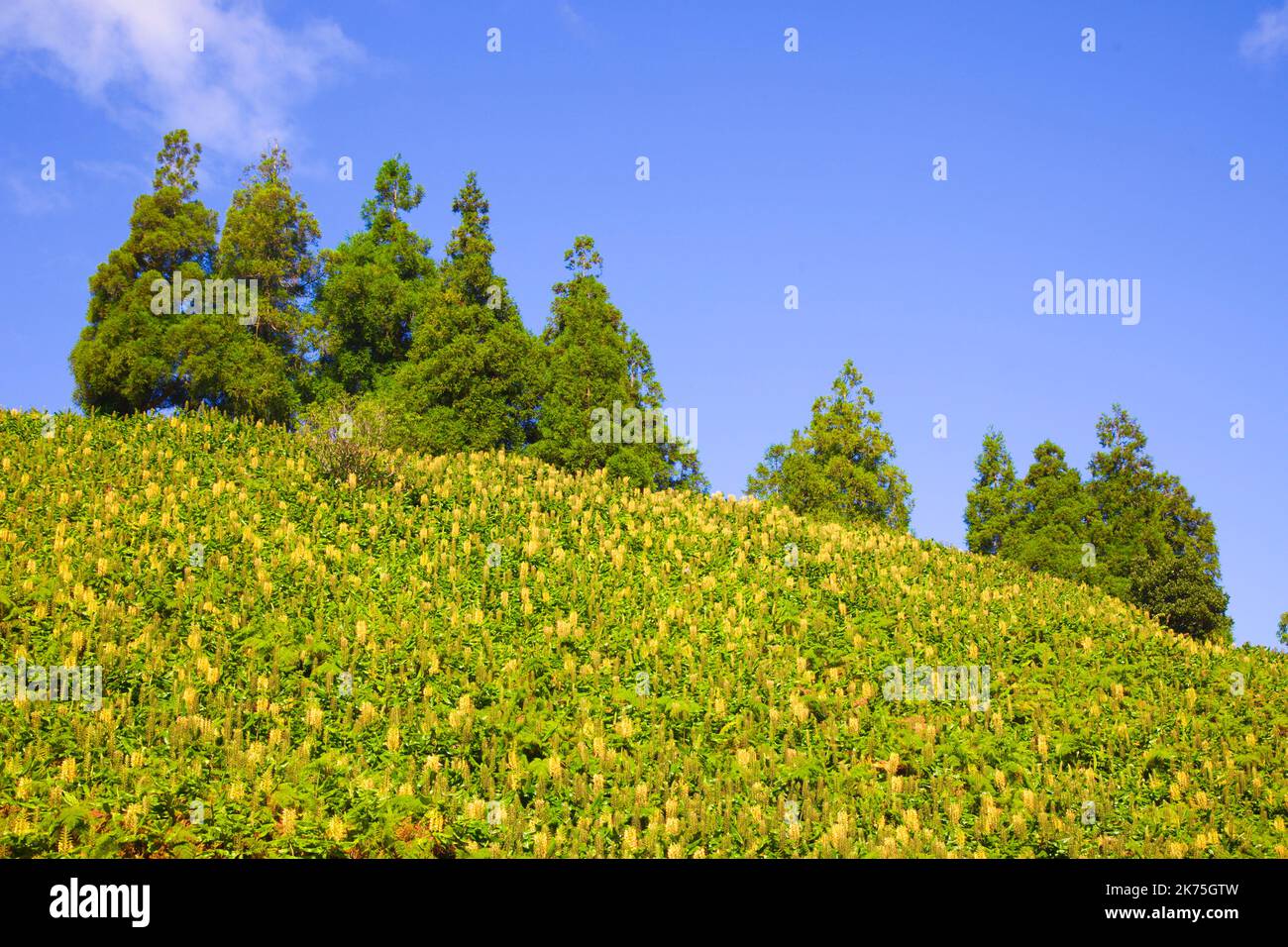 Portugal, Azores, Sao Miguel Island, scenery, trees, flowers Stock ...