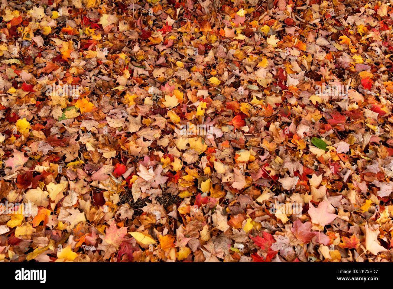 Mass of leaves hi-res stock photography and images - Alamy