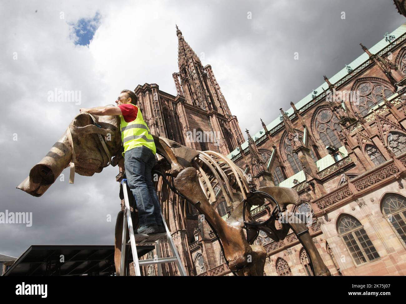 A perfectly preserved skeleton of a 12,000-year-old Siberian mammoth is ...