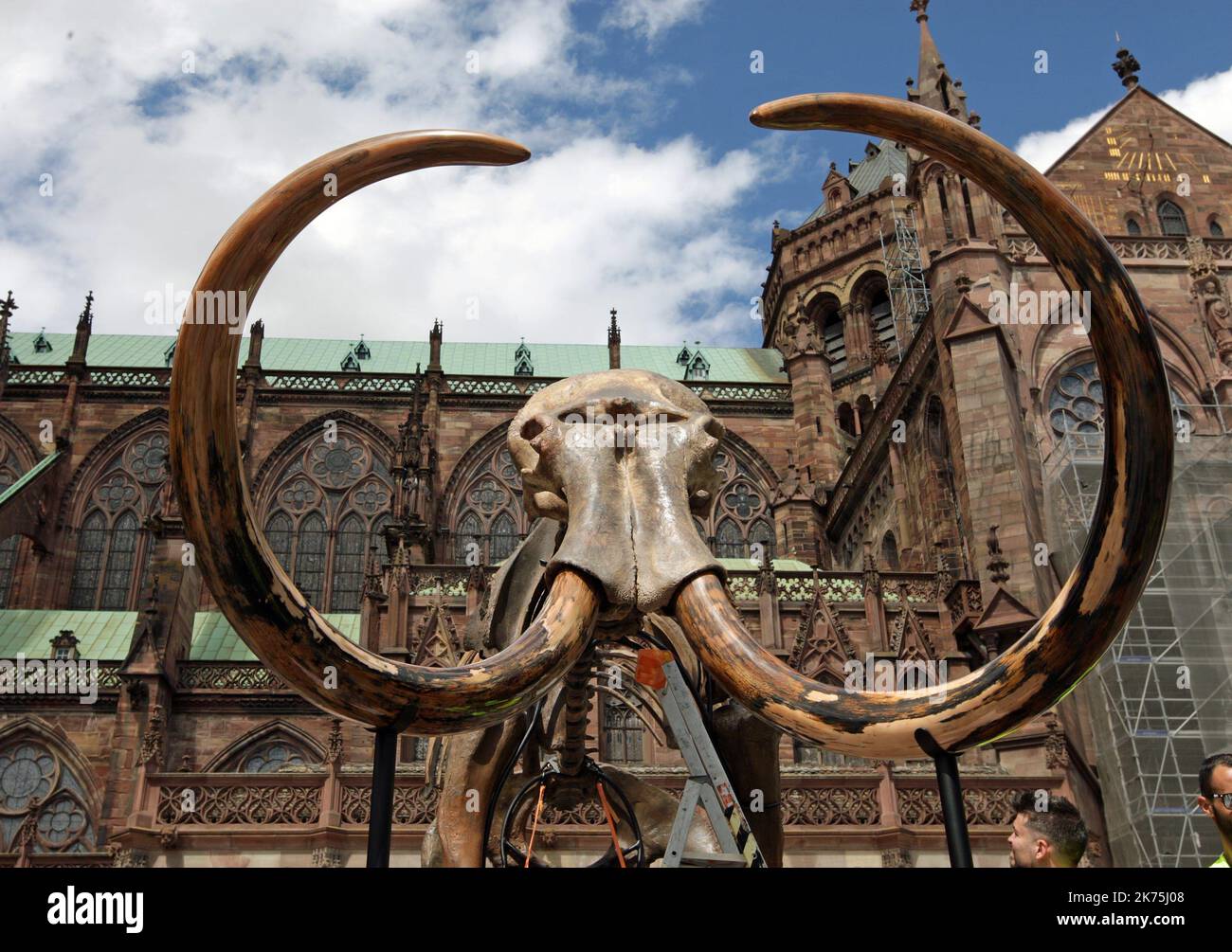 A perfectly preserved skeleton of a 12,000-year-old Siberian mammoth is ...